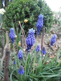 Muscari armeniacum