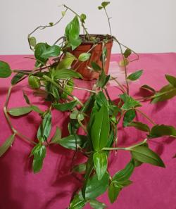 Tradescantia fluminensis - zelena