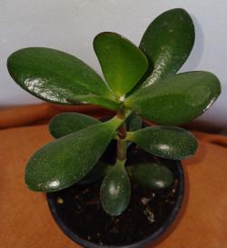 Krasula -Crassula ovata - drvo novca