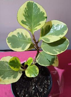 Peperomija-Peperomia Obtusifolia - variegata- veca