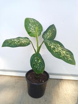 Dieffenbachia maculata-difenbahija