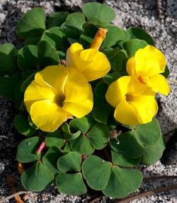 Oxalis luteola