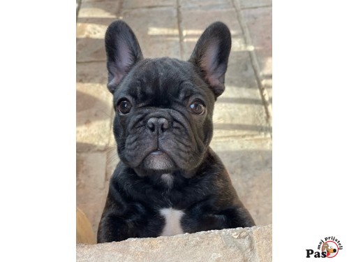 Francuski buldog