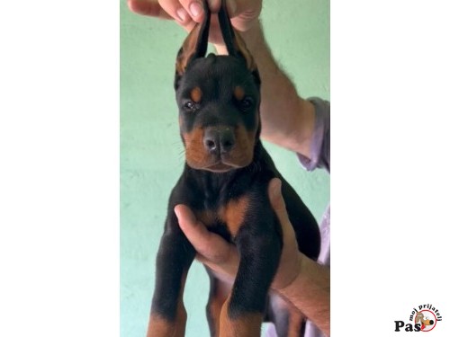 Doberman