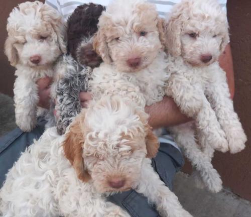 Lagotto romagnolo stenci