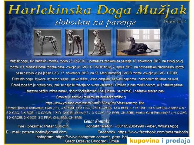 Harlekinska Doga