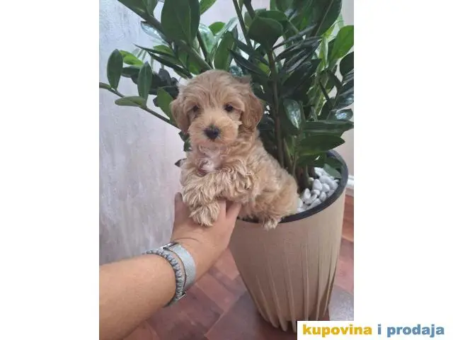 Prelepi štenci Maltipoo spremni su za preuzimanje