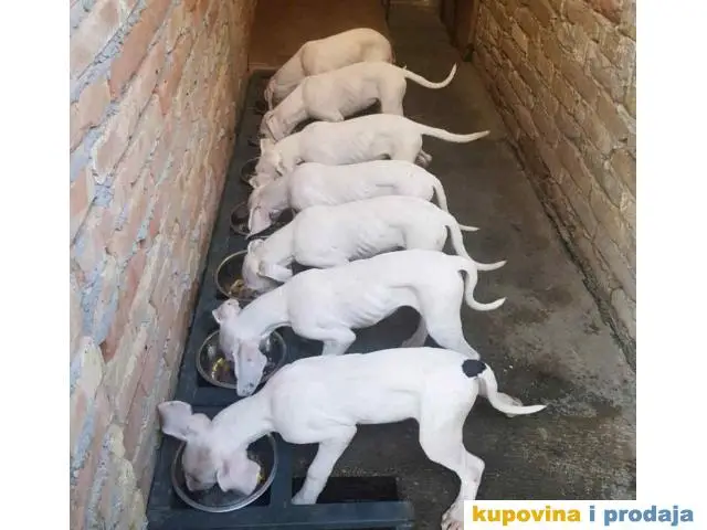 Na prodaju stenci Dogo Argentino