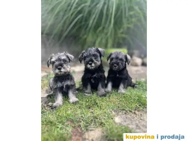 Patuljasti Šnaucer Miniature Schnauzer