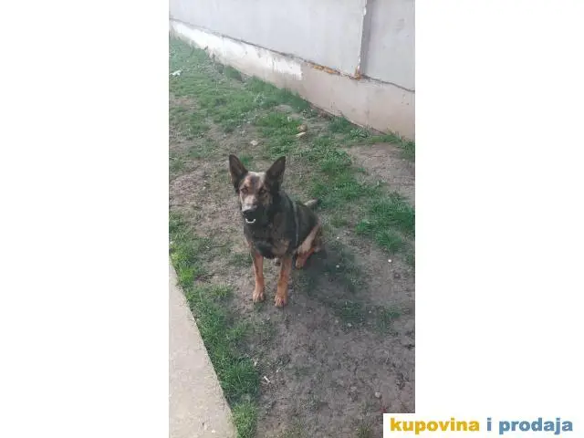 Poklanjam ženku malinoe godinu dana staru