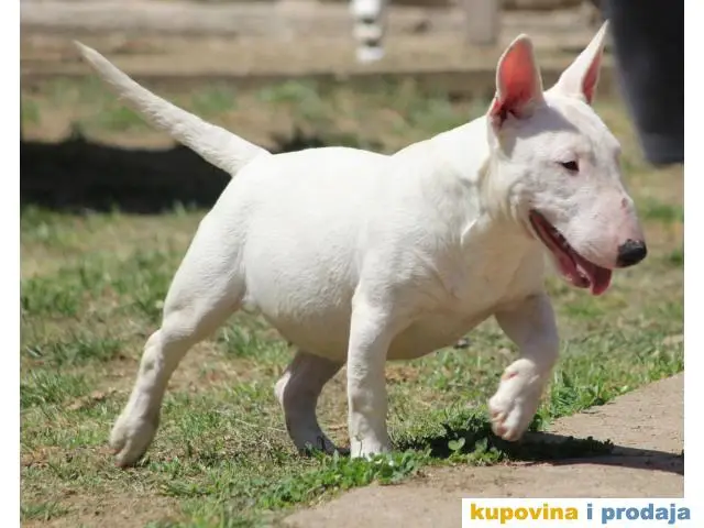 Mini Bull Terijer štenci | Miniature Bull Terrier