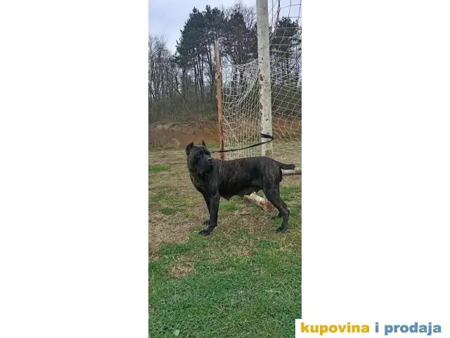 Cane corso zenka