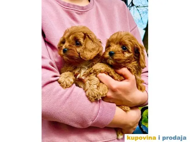 Cavapoo prelepi stenci