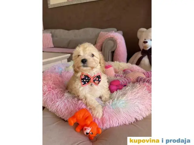 Maltipoo prelepi stenci + POKLON