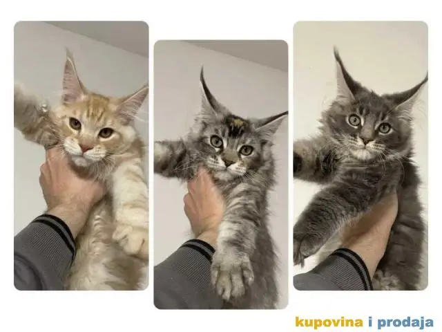 Maine Coon / Mejn Kun mačići