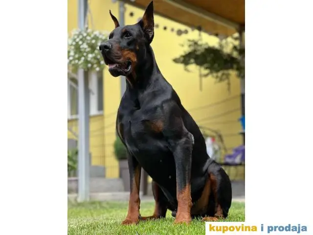 Doberman za parenje