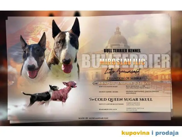 Standard Bull Terrier  stenci na prodaju