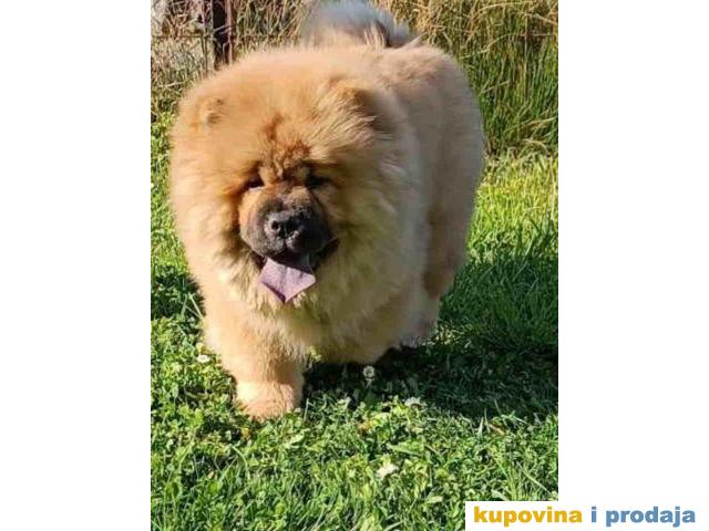 Stenci chow chow, 4 meseca stari