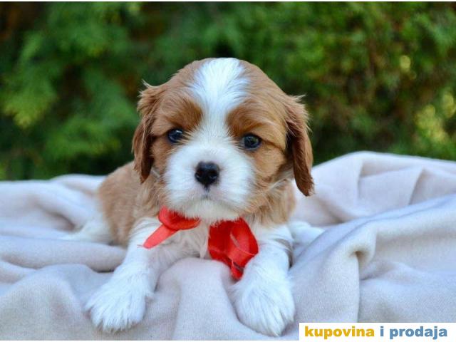 CAVALIER KING CHARLES spaniel štenci