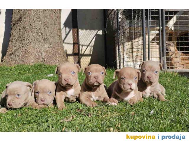 American bully exotic stenci  viber +381(0)637363312 Brankica, 22300 Stara Pazova / Srbija