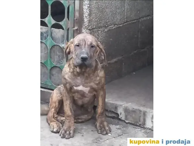 Presa Canario štenci