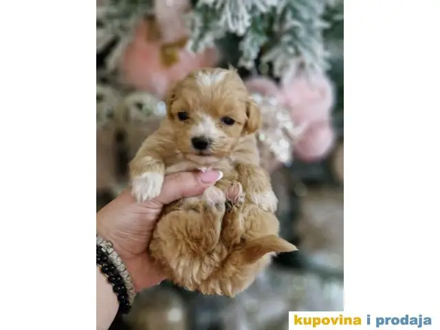 Bebice MALTIPOO