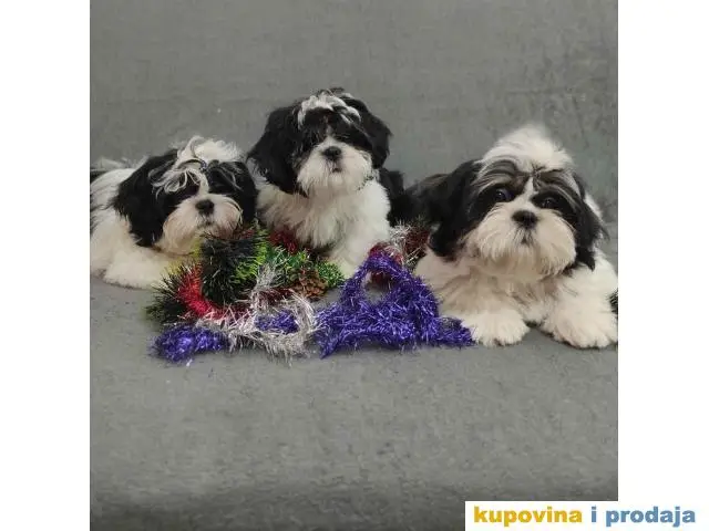 Dostupni Štenci Shih tzu rase