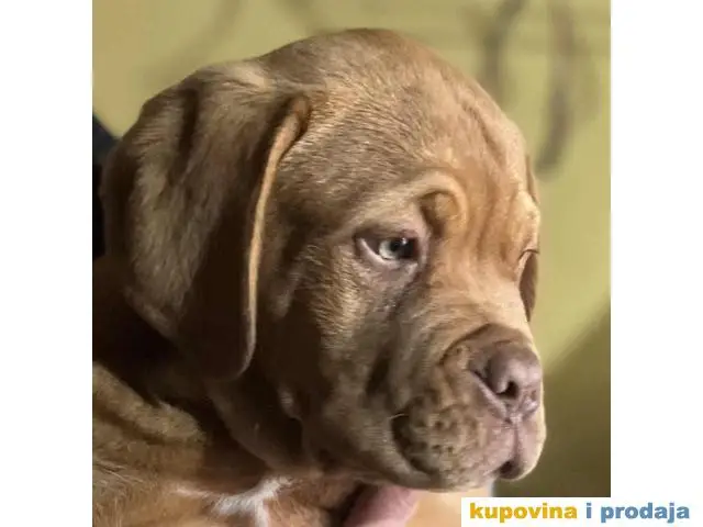 Stenci Bordoske doge vrhunske krvne linije