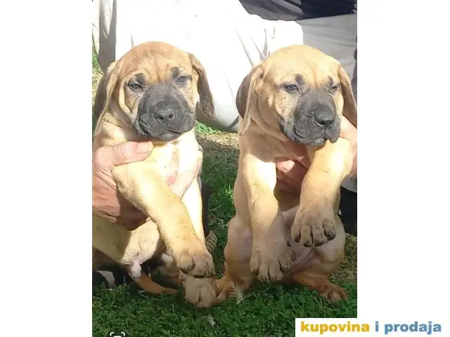 Presa Canario štenci