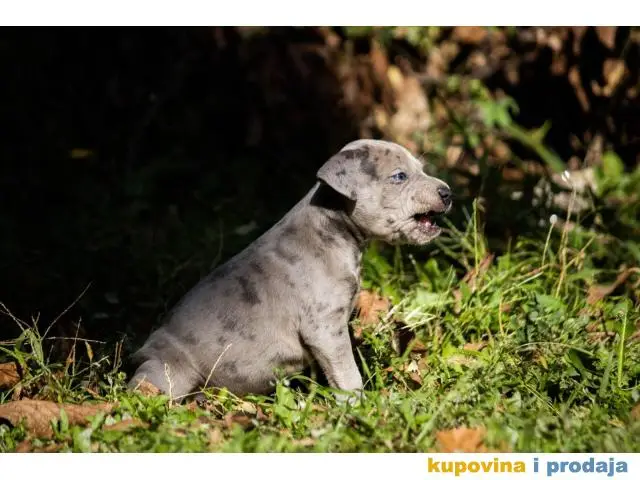 Američki pit bull terijer štenci