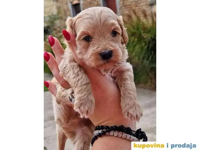 250 €
Stenci MALTIPOO spremni za preuzimanje