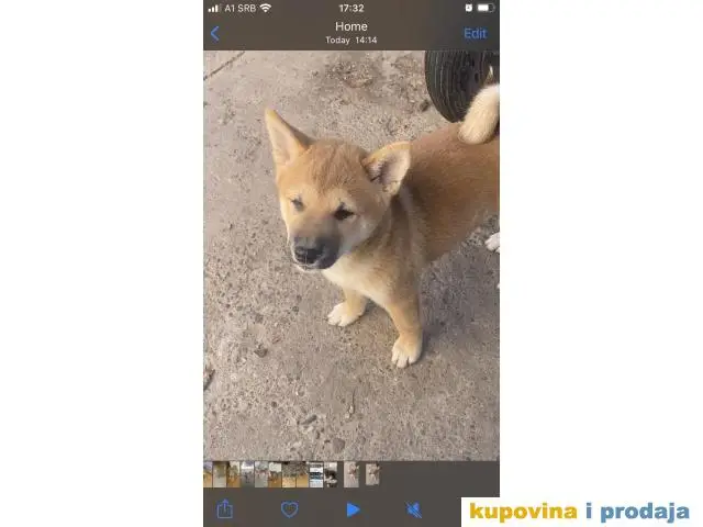 Shiba inu stenci