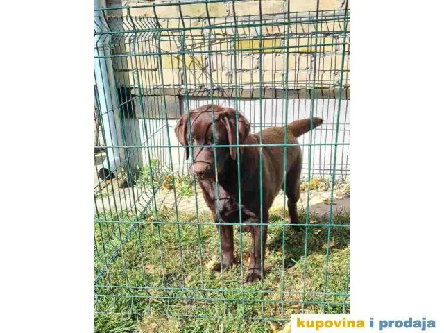 LABRADOR RETRIVERI cokoladni