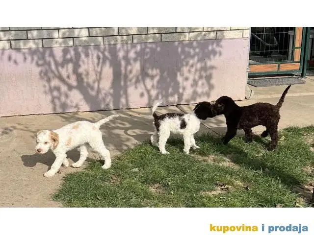 Lagotto Romagnolo štenci