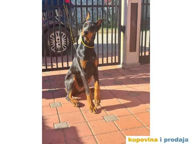 Doberman zenka od vrhunskih roditelj,stara 6 mesec