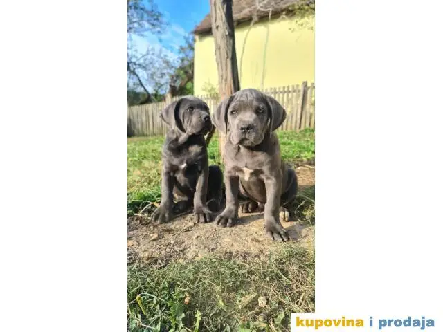 Cena na upit
CANE CORSO prelepi štenci