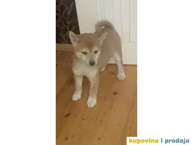 Shiba inu stenci