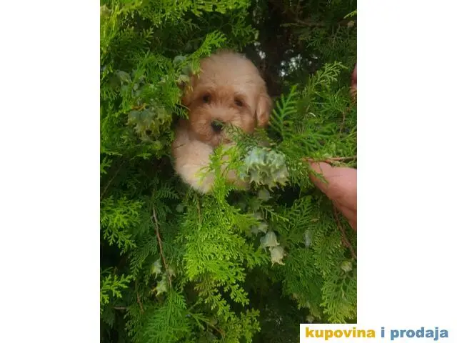 Maltipoo štenci