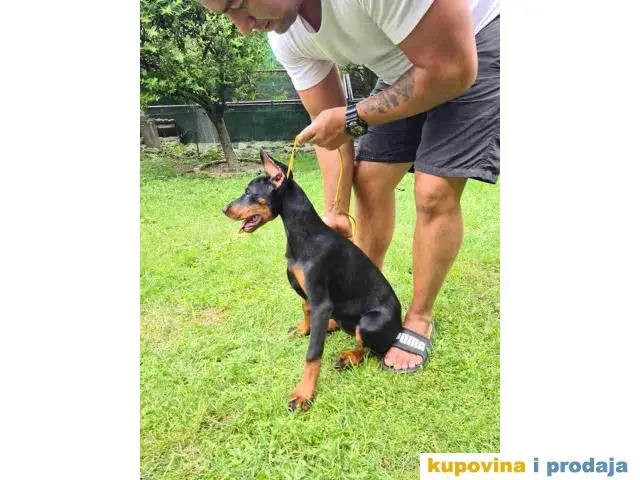 Zenka Dobermana kupirana, stara 3,5 meseca