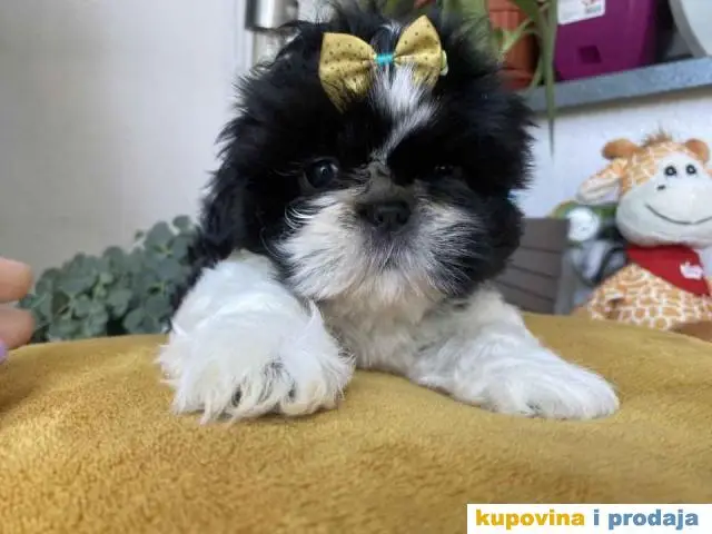 Predivni štenci Shih Tzu rase od odličnih roditelja