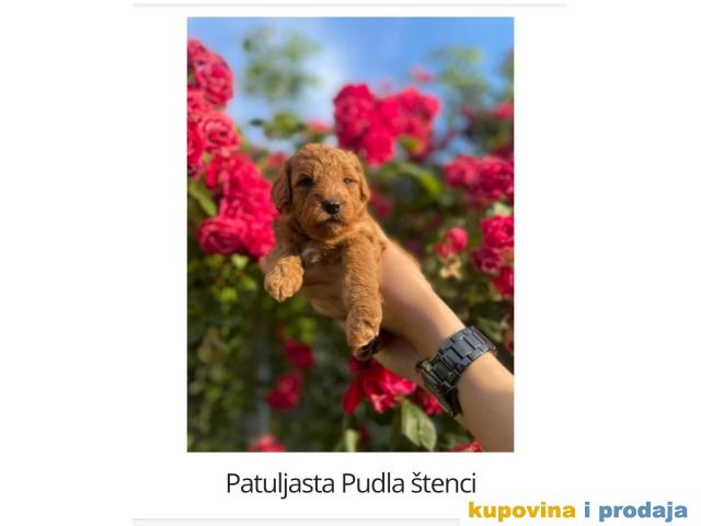 Patuljasta Pudla TOP štenci