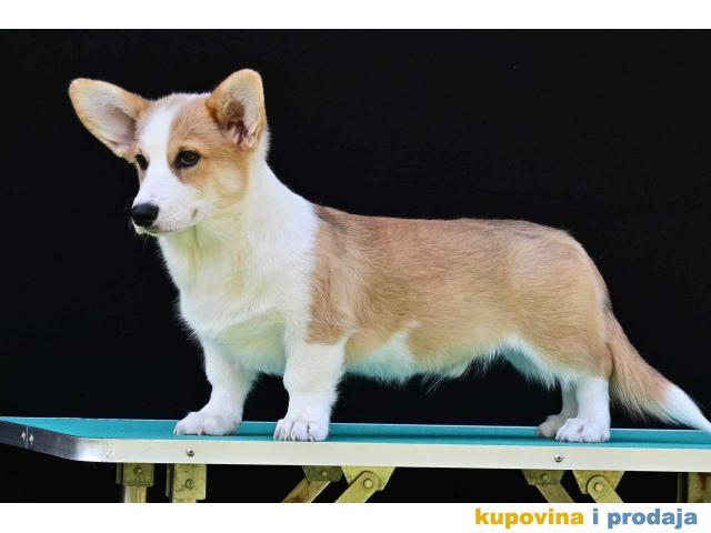 Velski korgi/Welsh Corgi Pembroke