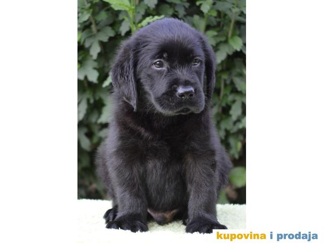Labrador retriver štenci