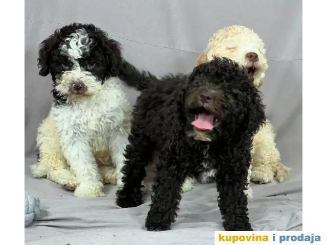 Lagotto Romagnolo PRELEPI štenci