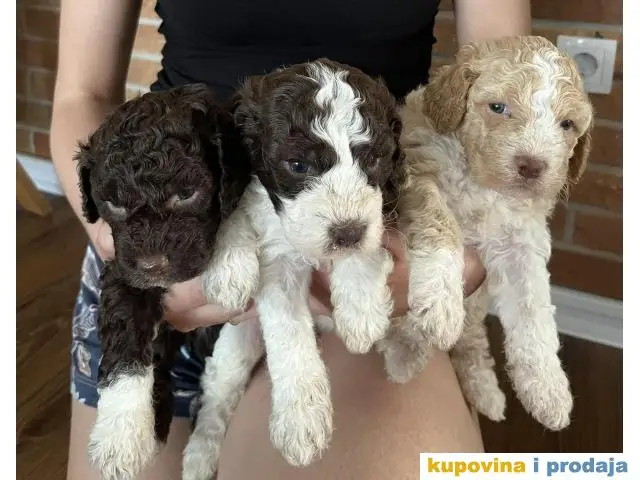 Lagotto Romagnolo štenci