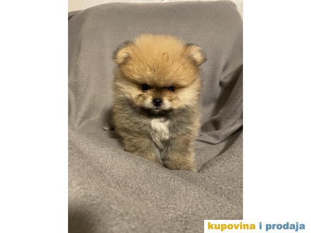 Pomeranian pomeranci boo spic