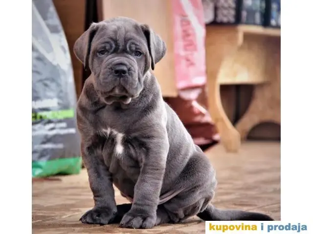 Kane korso Cane Corso PREPORUKA