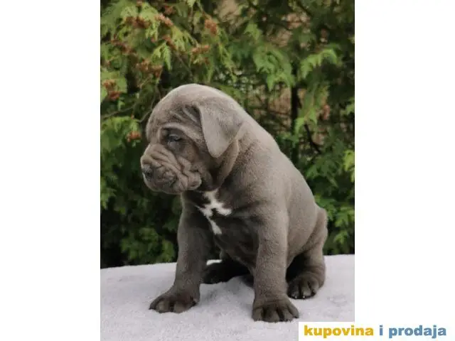 CANE CORSO štenci