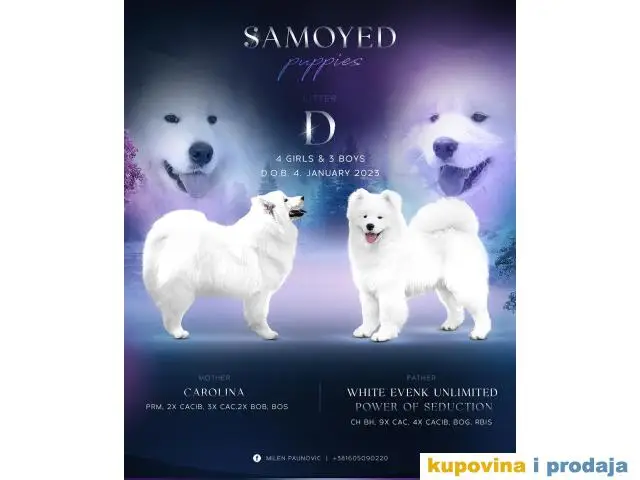 Samojed prelepi štenci