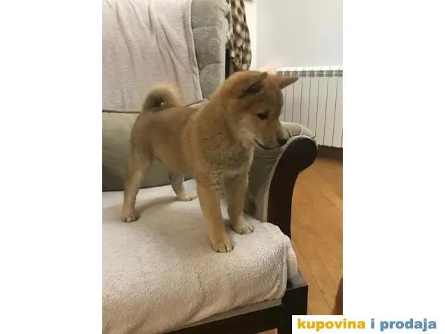 Šiba Inu štenci